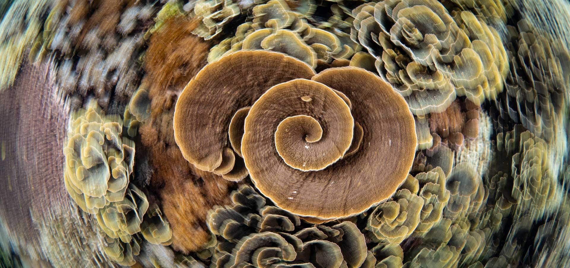 FAQs - Coral Triangle Adventures