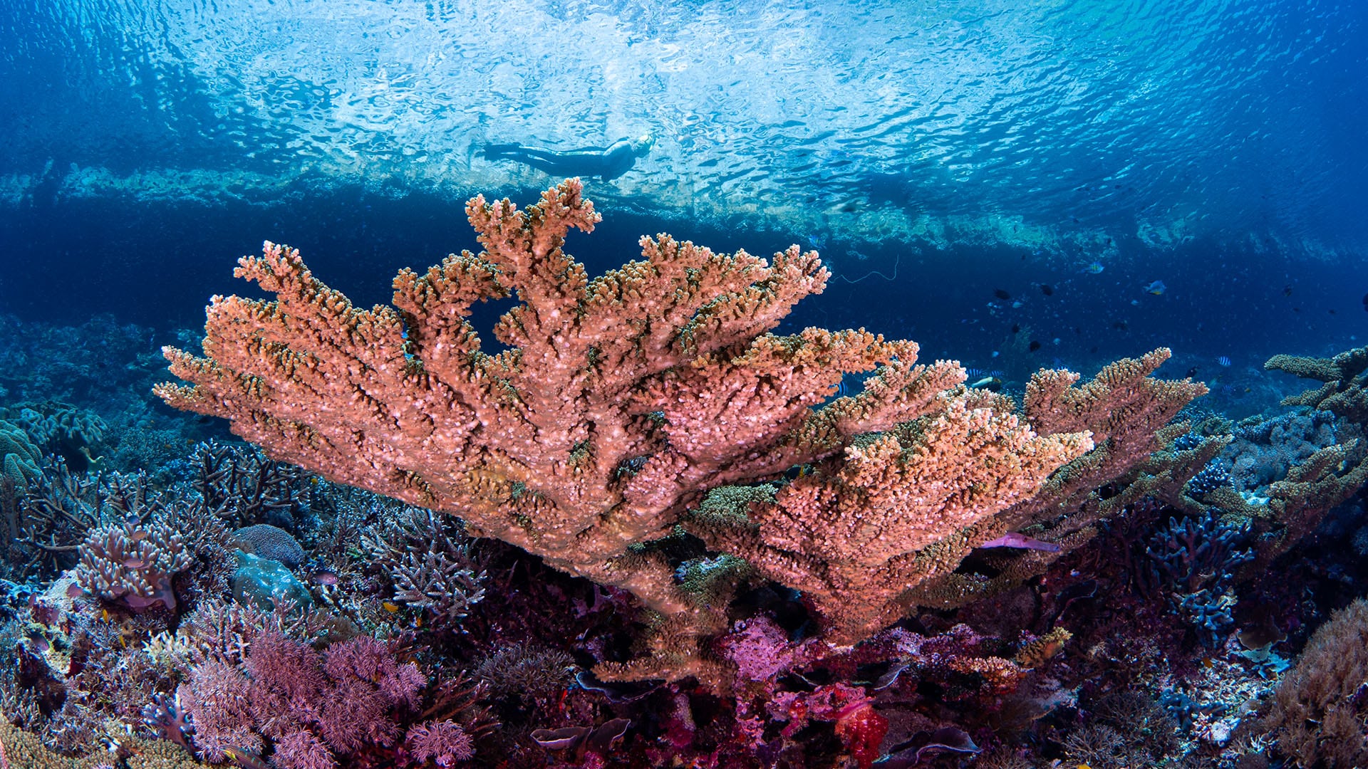 Recent Tours - Coral Triangle Adventures