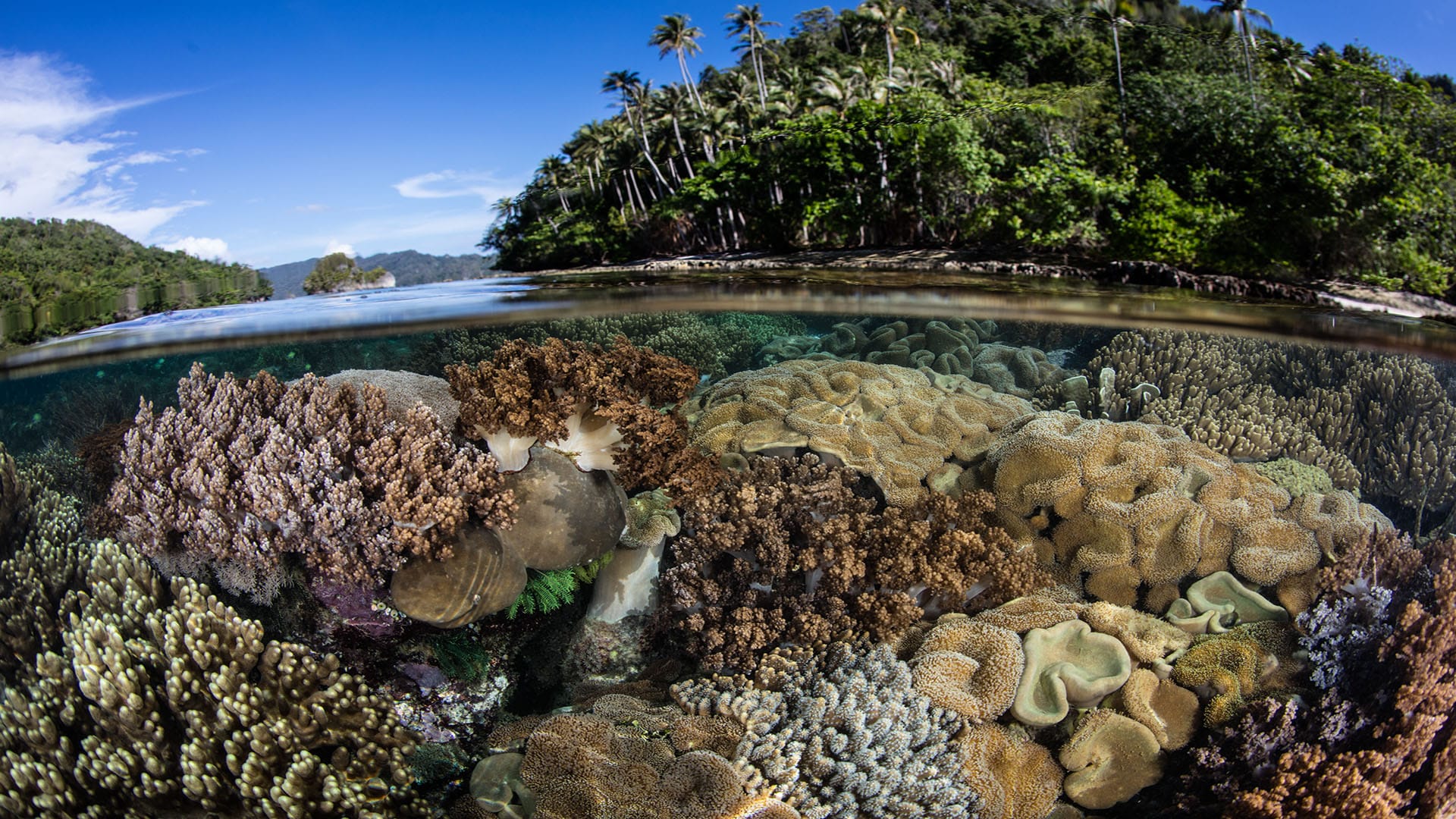 Raja Ampat - Coral Triangle Adventures